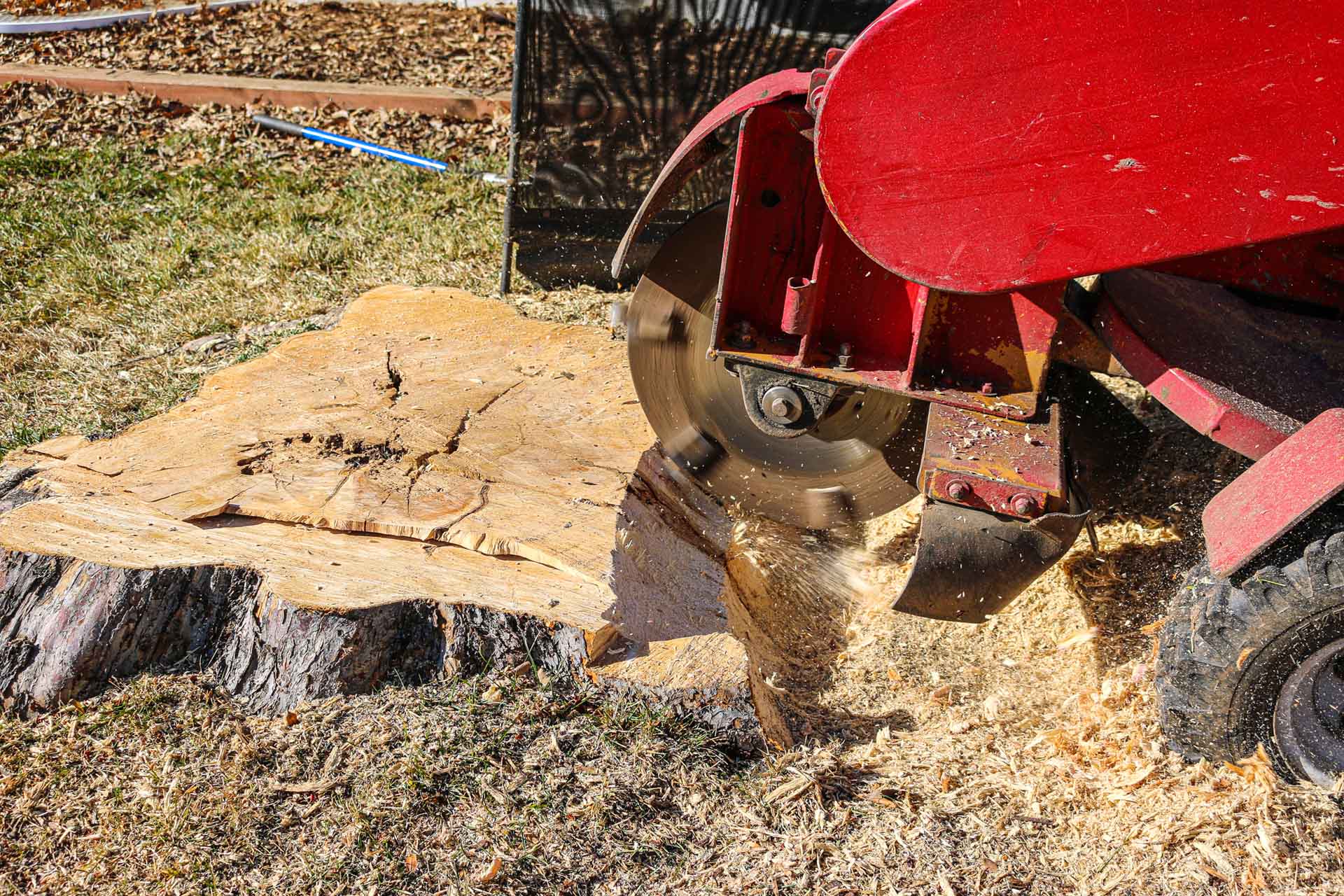 Stump Grinding – Things to Keep in Mind Before You Get Rid of a Tree ...